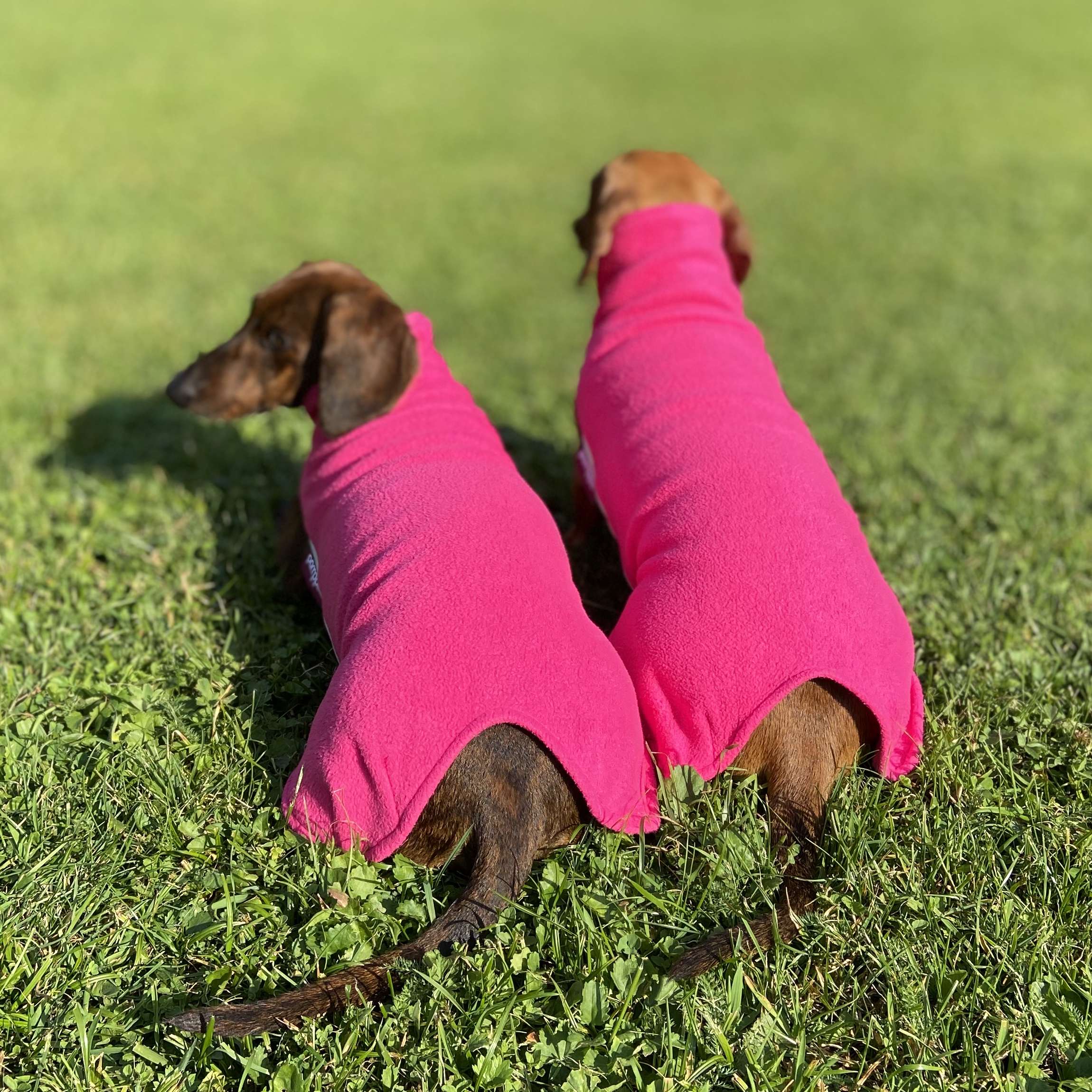 Hundepullover JumppaPomppa papaya | lucka.dog