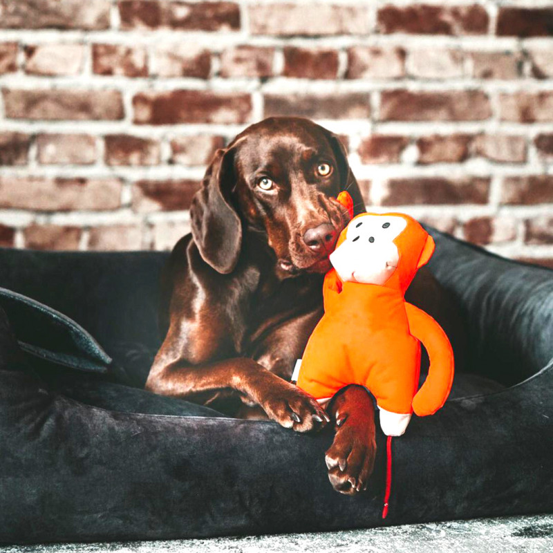 Spielzeuge für Hunde | lucka.dog