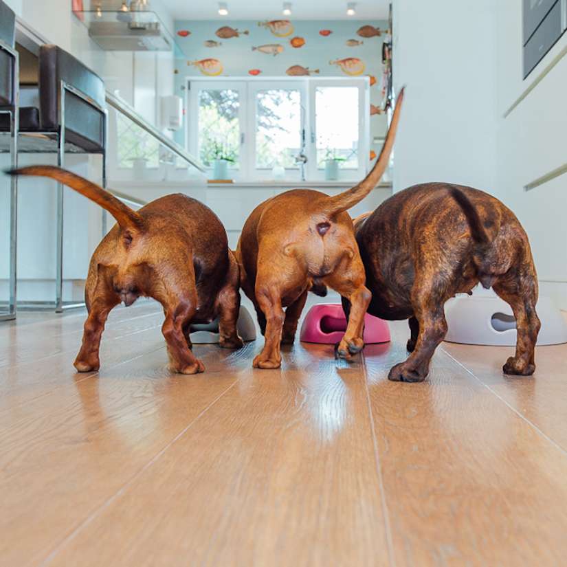 Hundenäpfe | lucka.dog